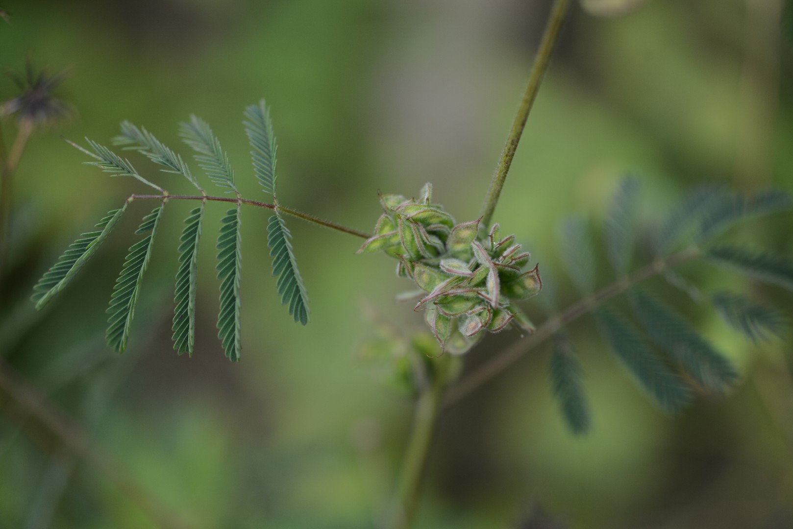 Mimosa invisa - PictureThis