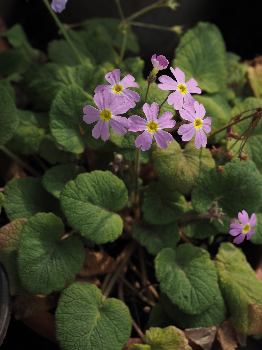 프리뮬러 오브코니카 (Primula obconica) - PictureThis