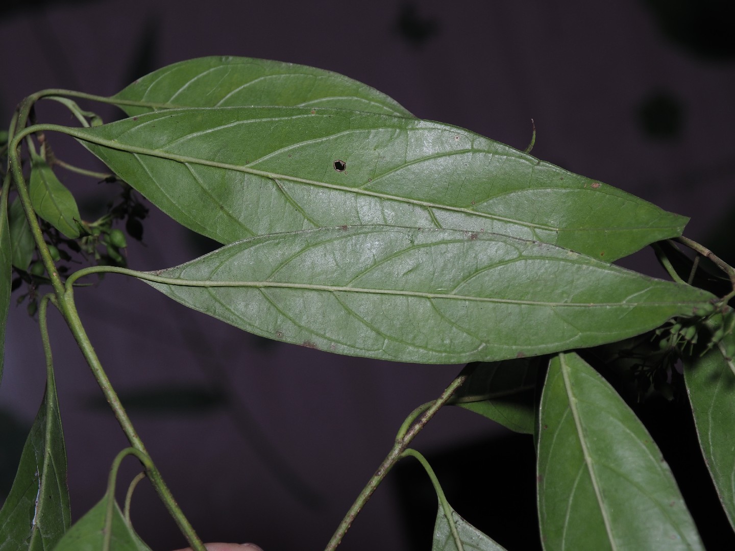 Cornus oblonga - PictureThis