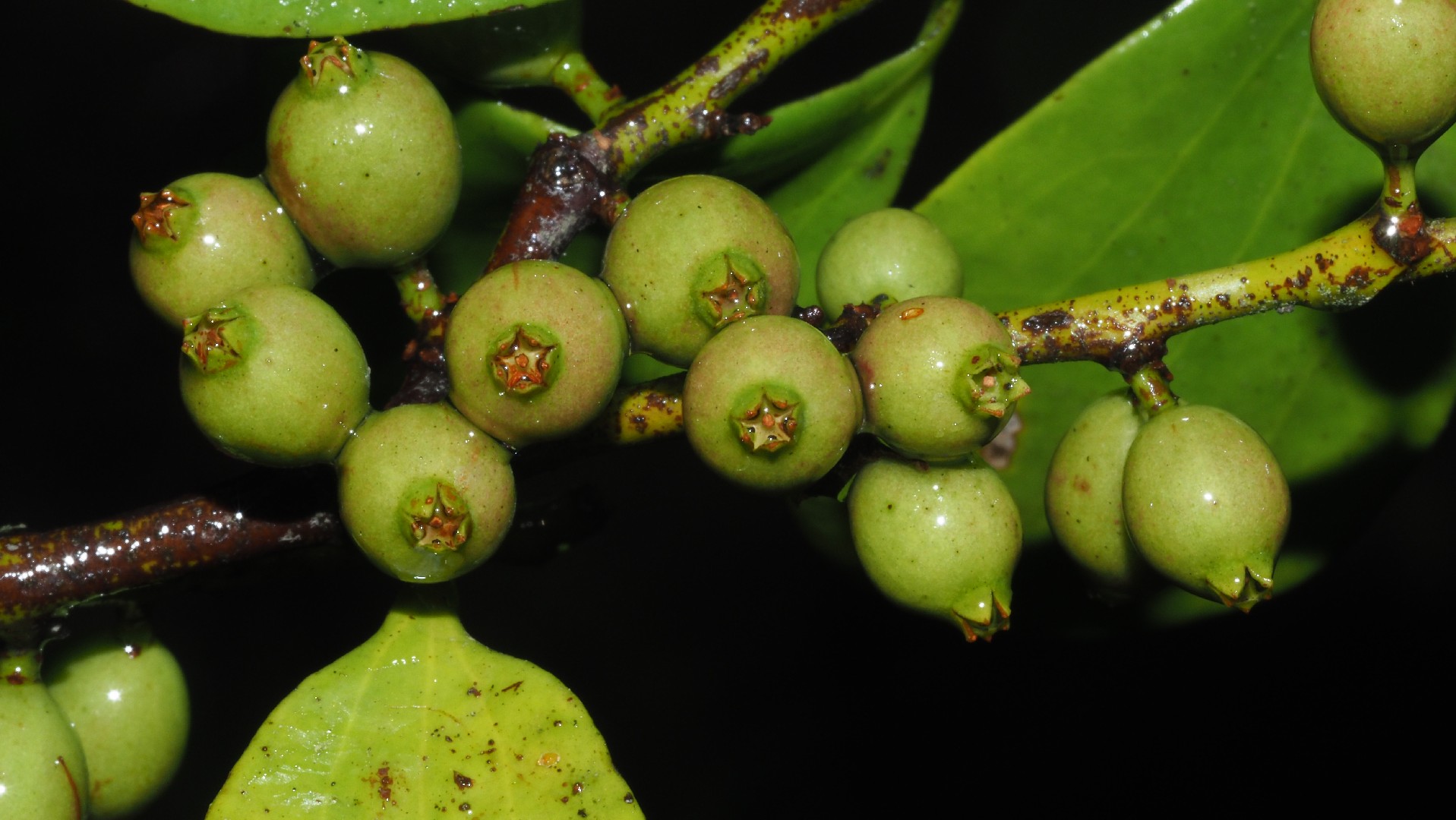 Dendrotrophe varians - PictureThis