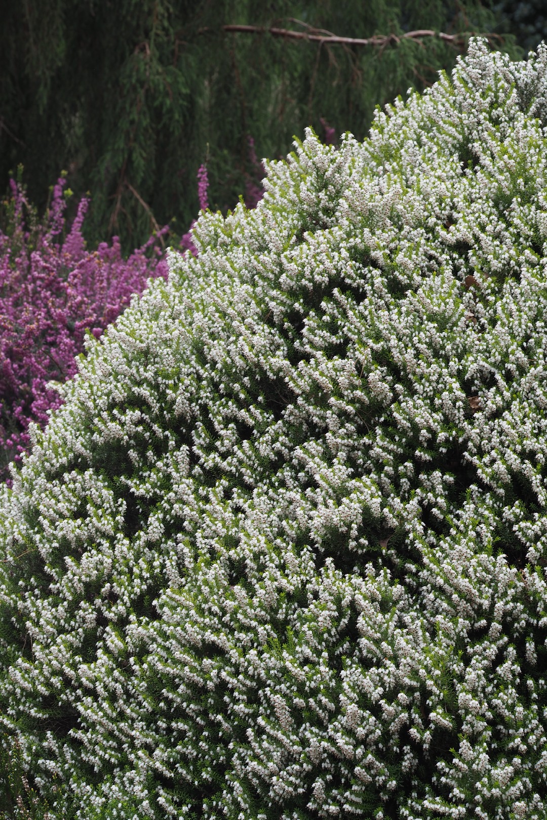 Brezo de primavera (Erica erigena) - PictureThis
