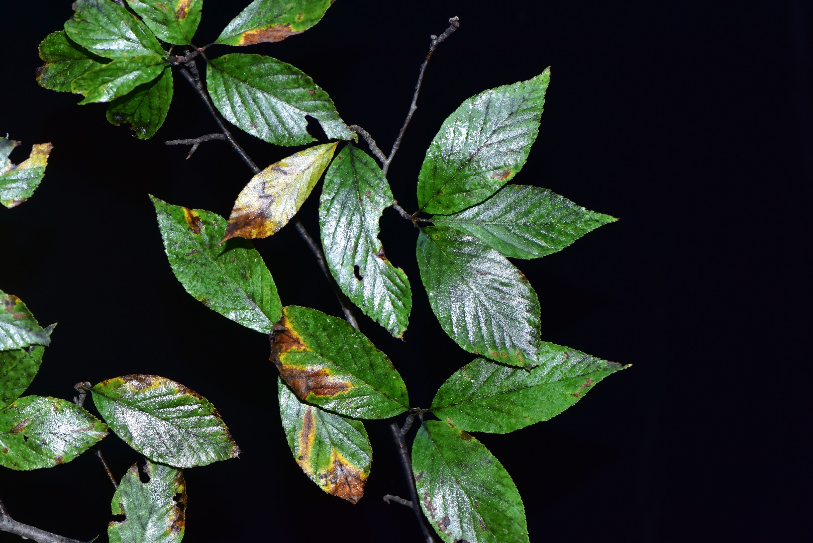 Sorbus folgneri - PictureThis
