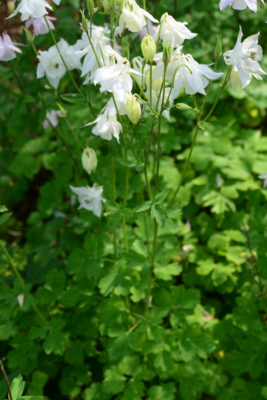 Fragrant columbine (Aquilegia fragrans) Flower, Leaf, Care, Uses ...