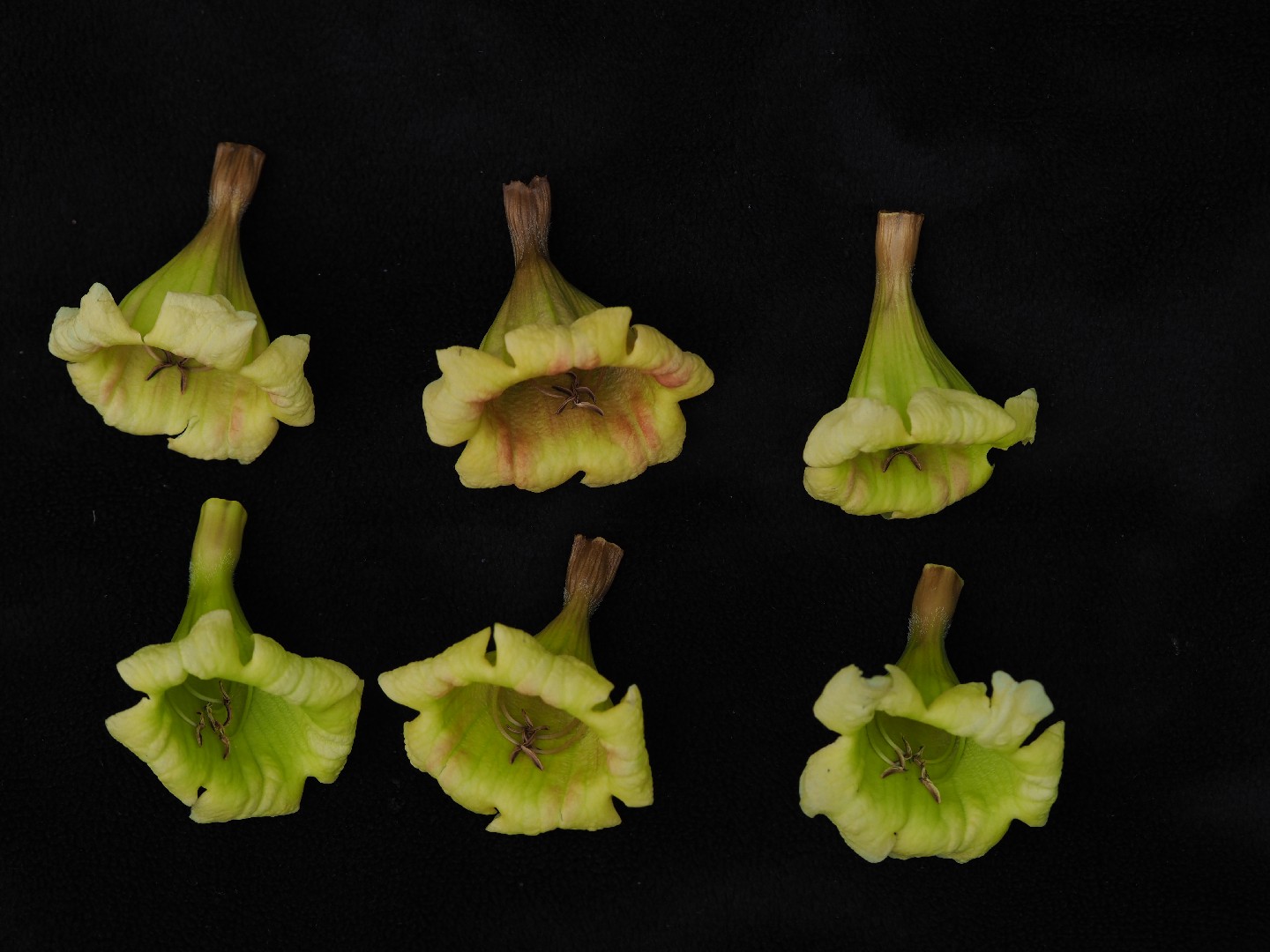 Golden jasmine tree (Radermachera hainanensis) Flower, Leaf, Care, Uses ...