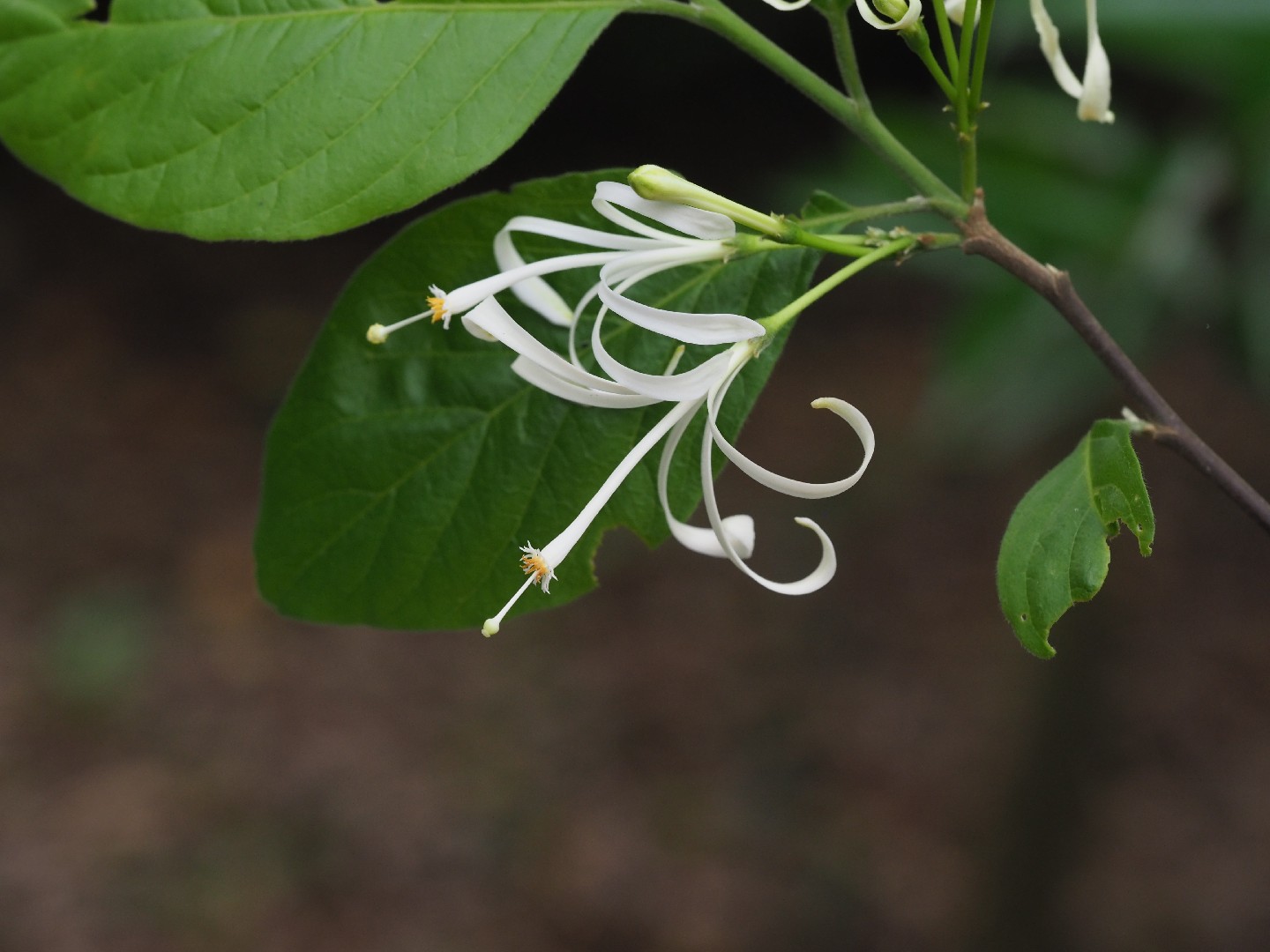 Turraea pubescens - PictureThis