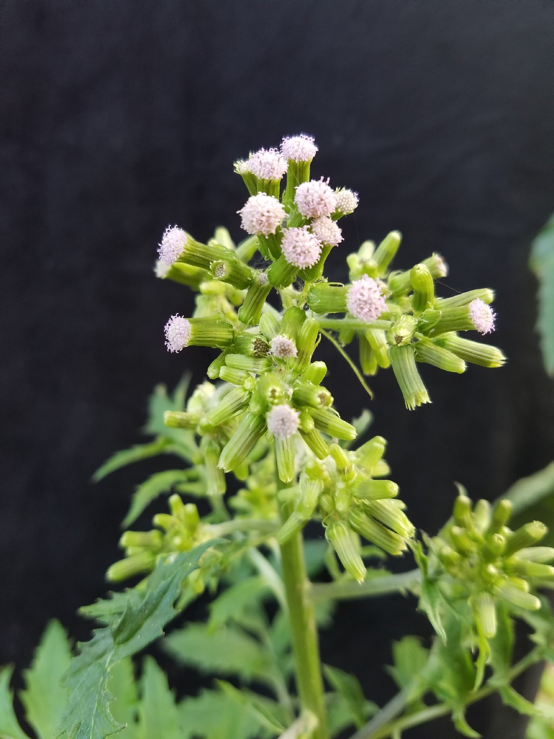 Tropical burnweed (Erechtites valerianifolius) Flower, Leaf, Care, Uses ...