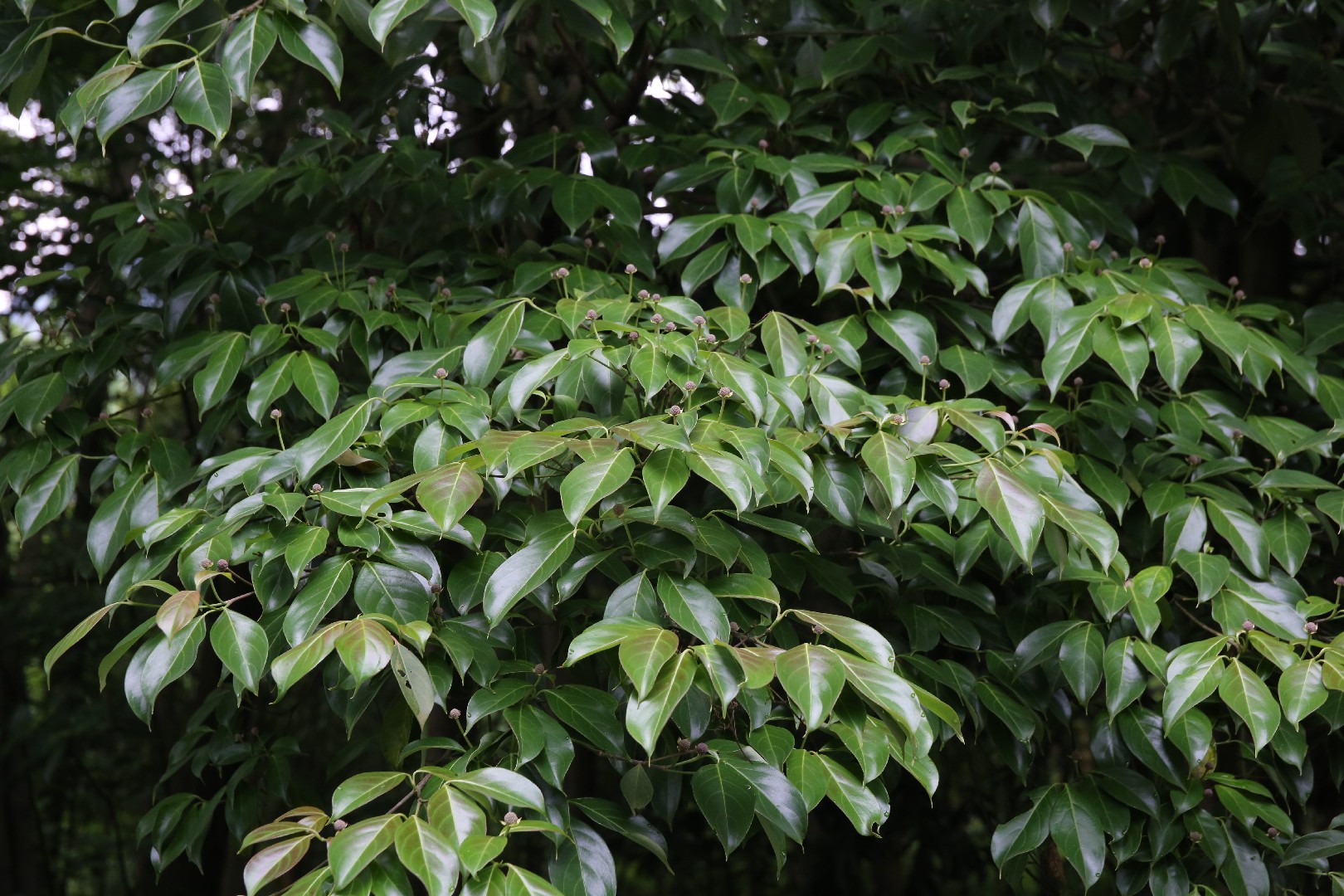 Cornus - PictureThis