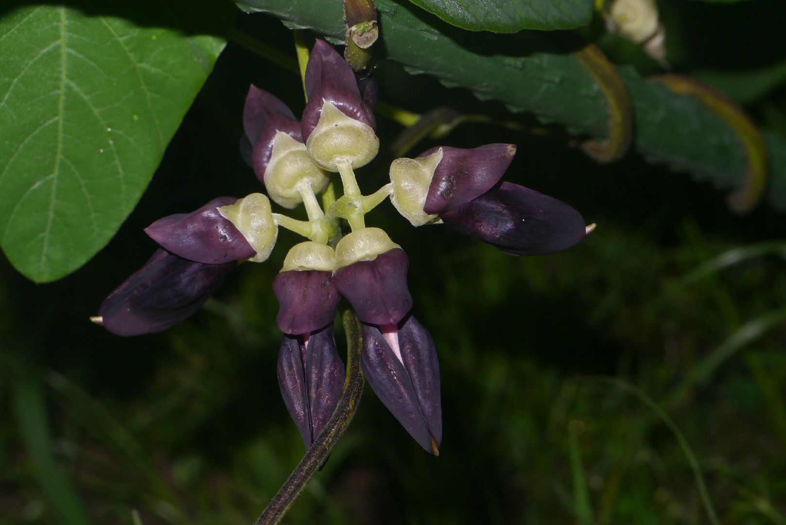 Mucuna pruriens var. utilis - PictureThis