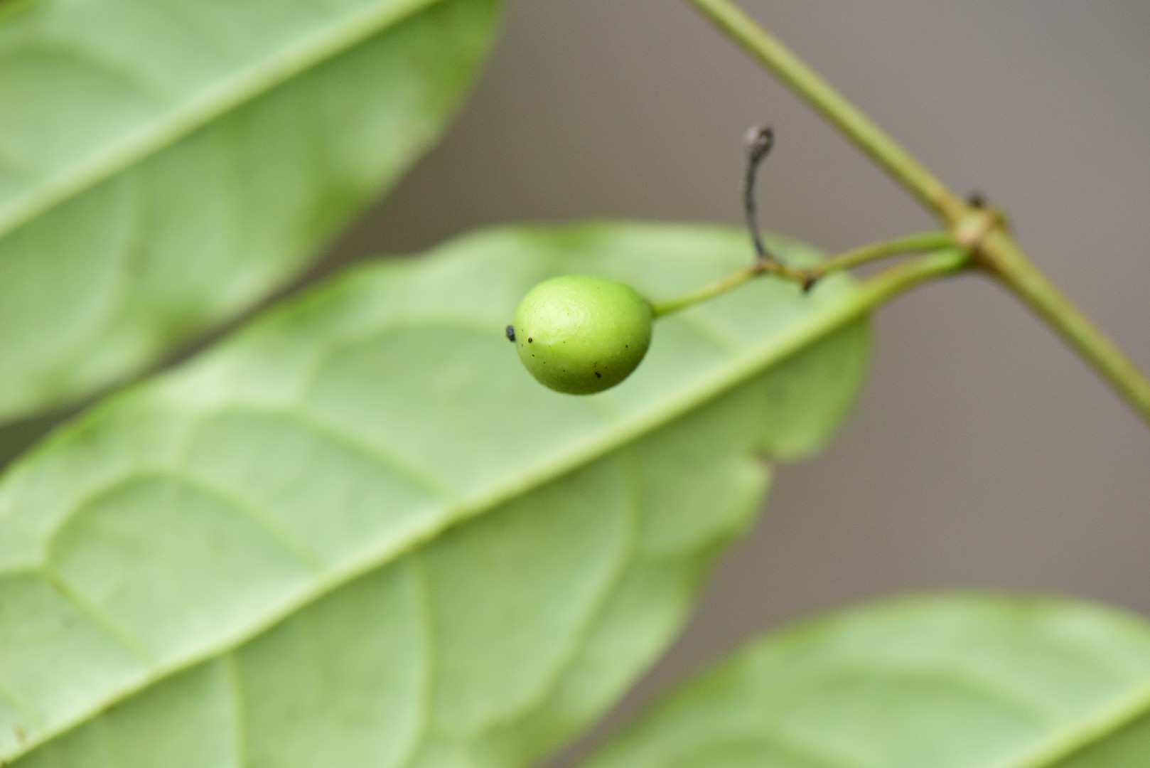 Gardneria multiflora - PictureThis