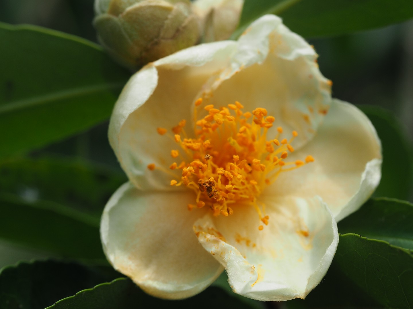 Common tutcheria (Pyrenaria spectabilis) Flower, Leaf, Care, Uses ...