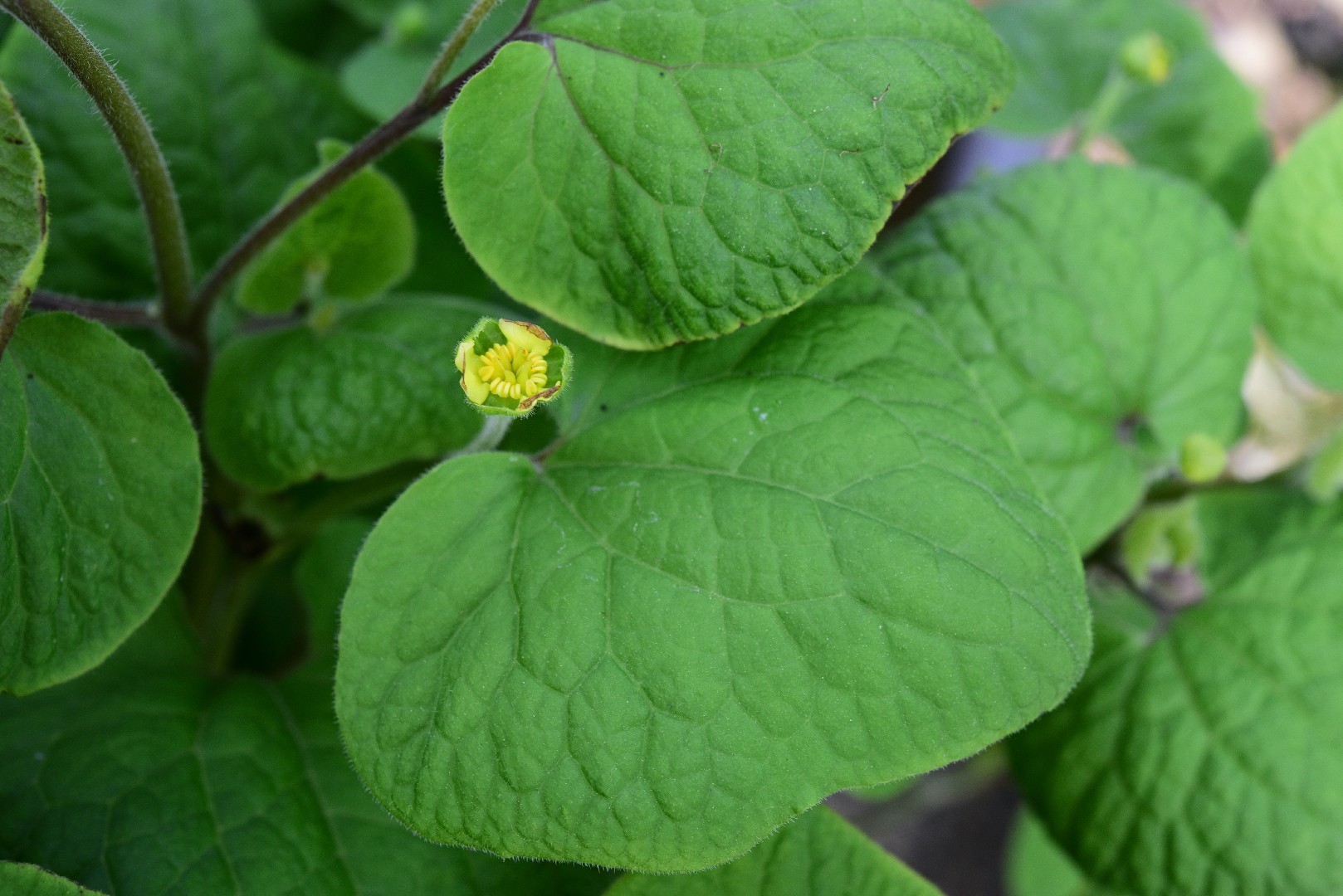 Upright wild ginger (Saruma henryi) Flower, Leaf, Care, Uses - PictureThis