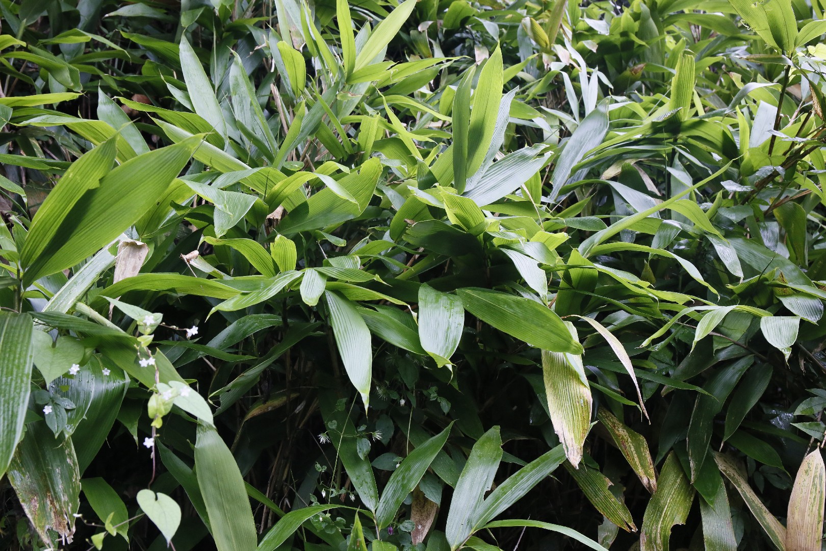 Indocalamus Flower, Leaf, Care, Uses - PictureThis