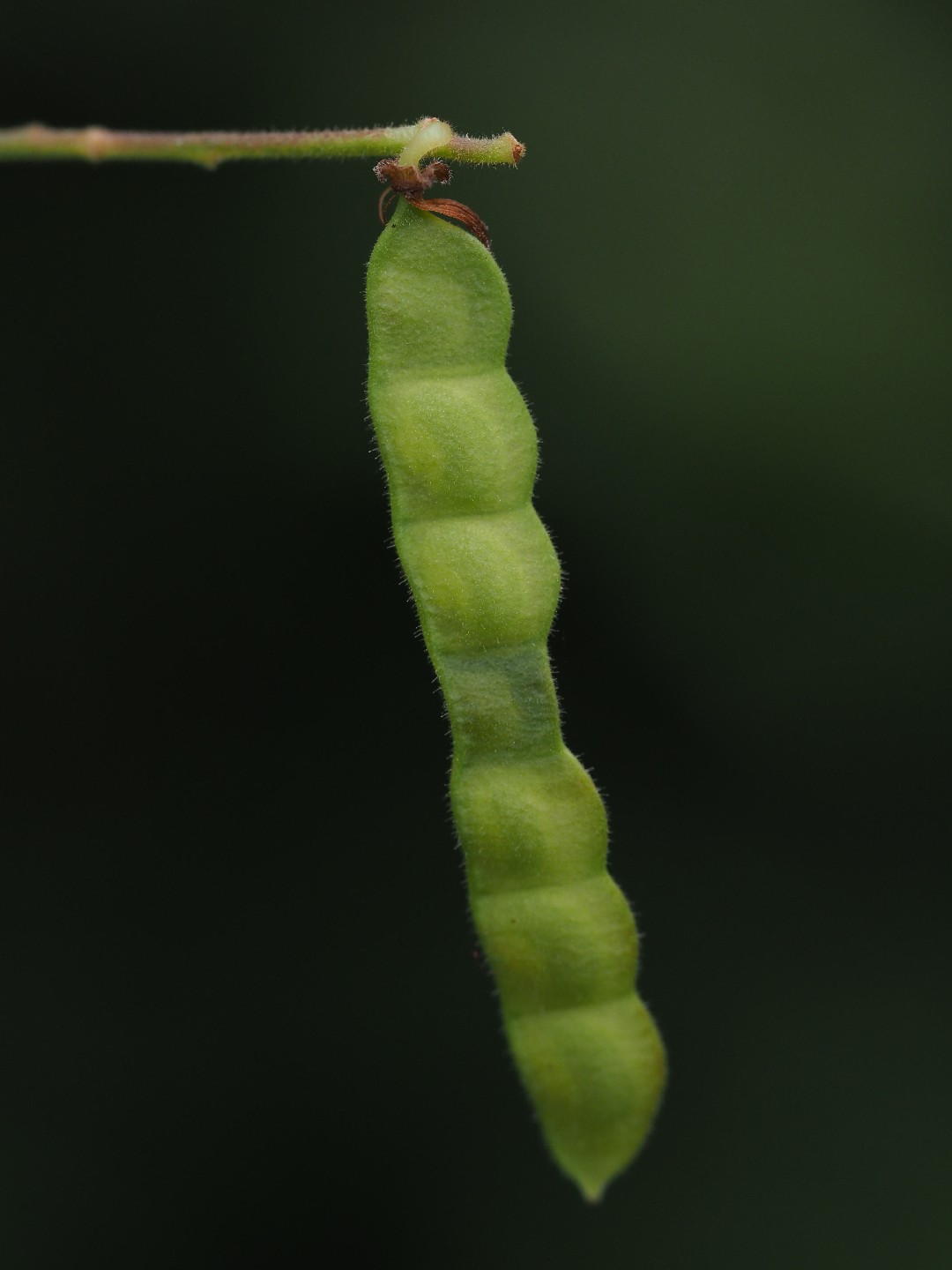 Codariocalyx motorius - PictureThis