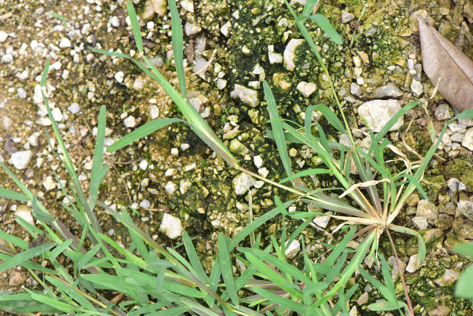 Chloris pycnothrix - PictureThis