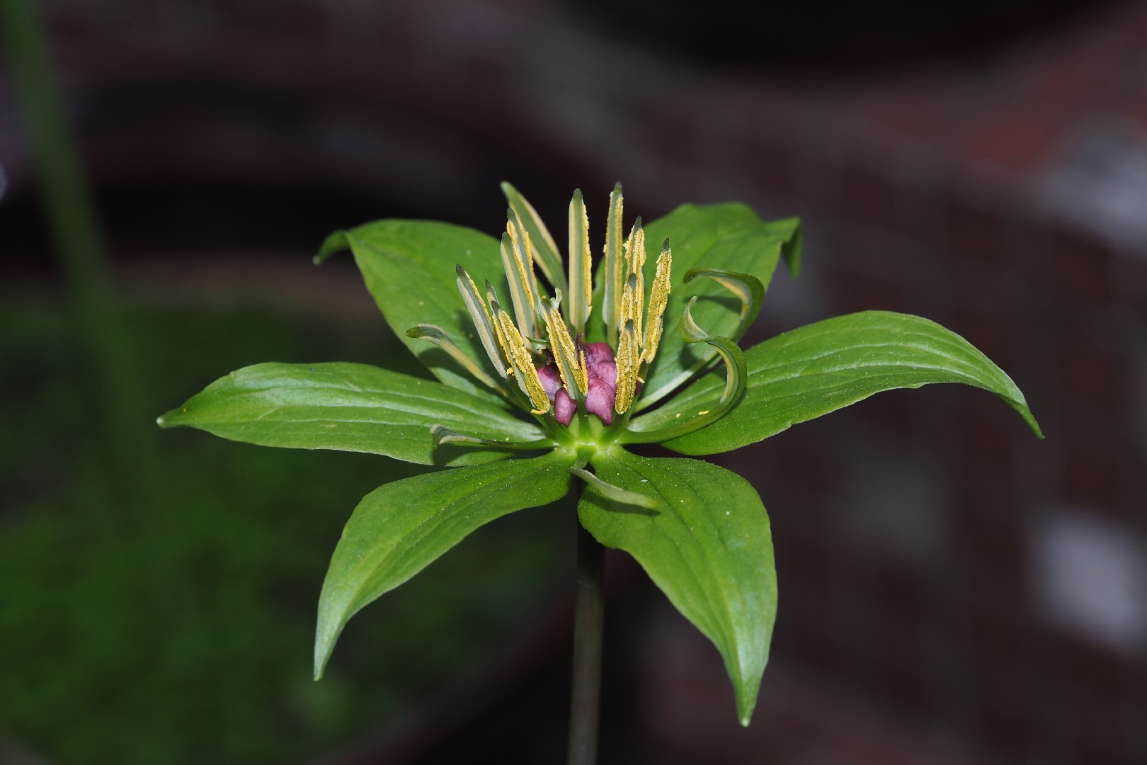 Paris rhizome (Paris polyphylla var. chinensis) Flower, Leaf, Care ...