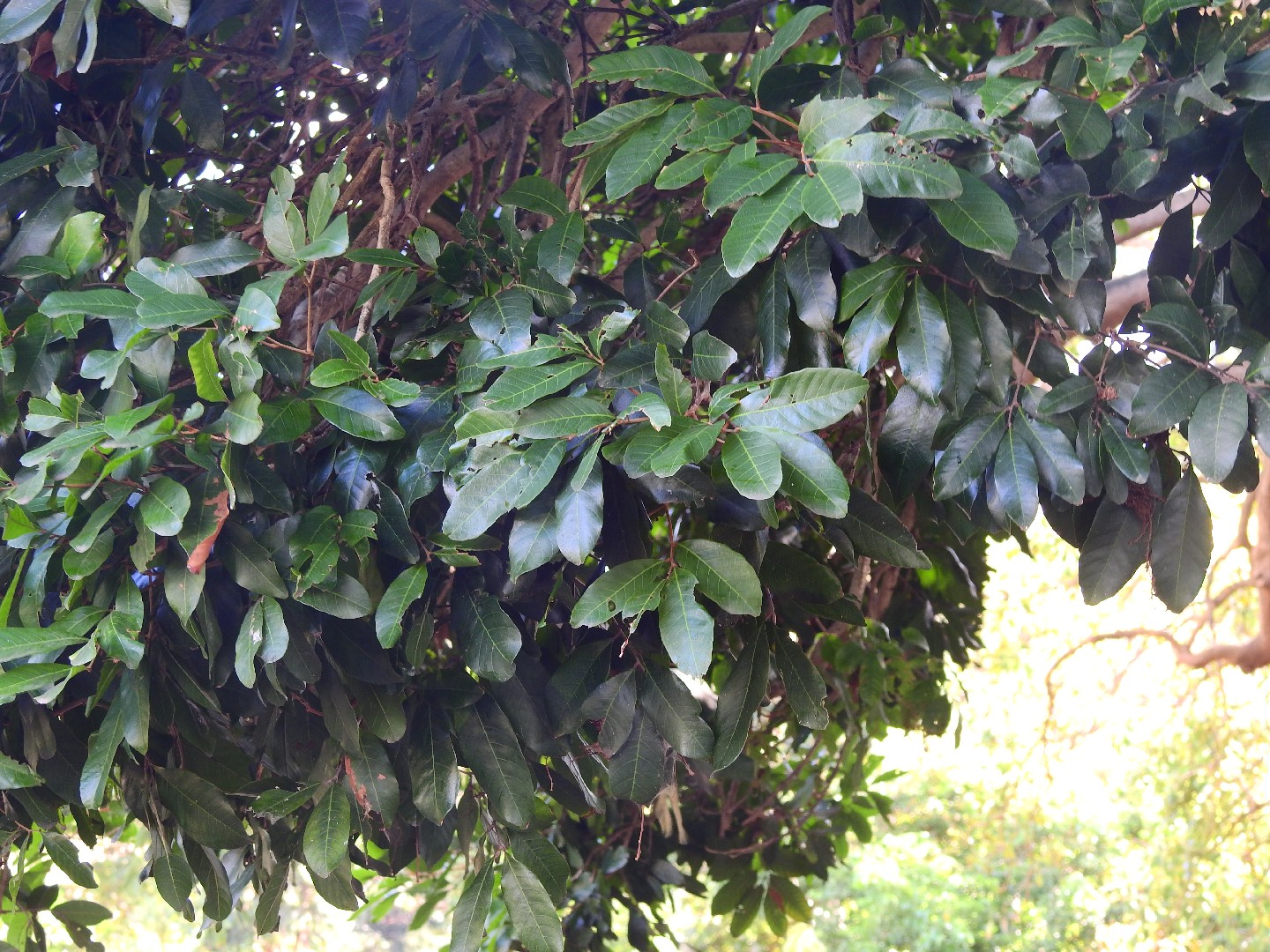 Soapberry (Sapindaceae) Flower, Leaf, Care, Uses - PictureThis