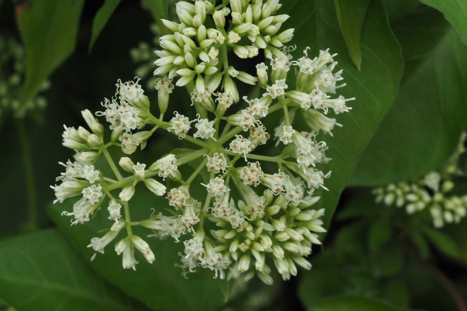 Mikania Flower, Leaf, Care, Uses - PictureThis