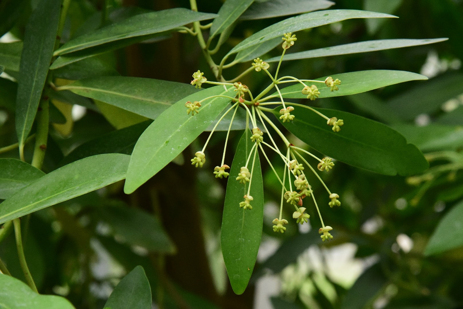 Canelo (Drimys winteri) - PictureThis