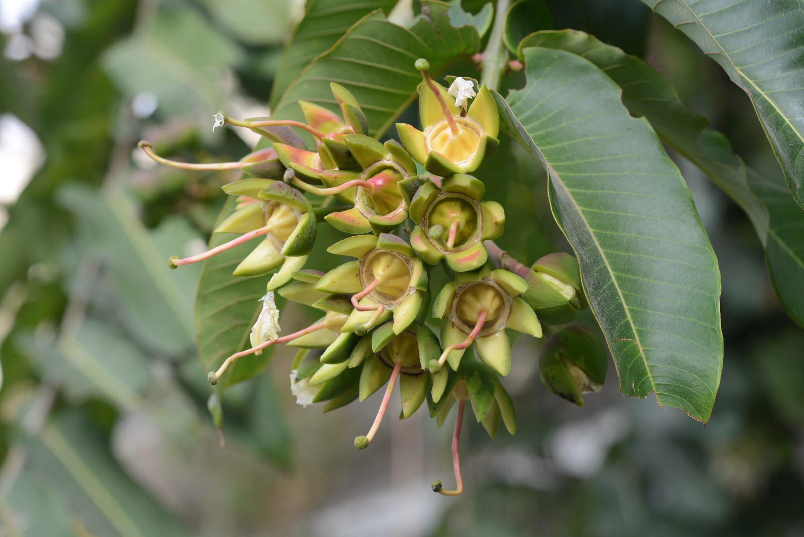 八寶樹 (Duabanga grandiflora) 照顧，種植，繁殖，開花時間 - PictureThis