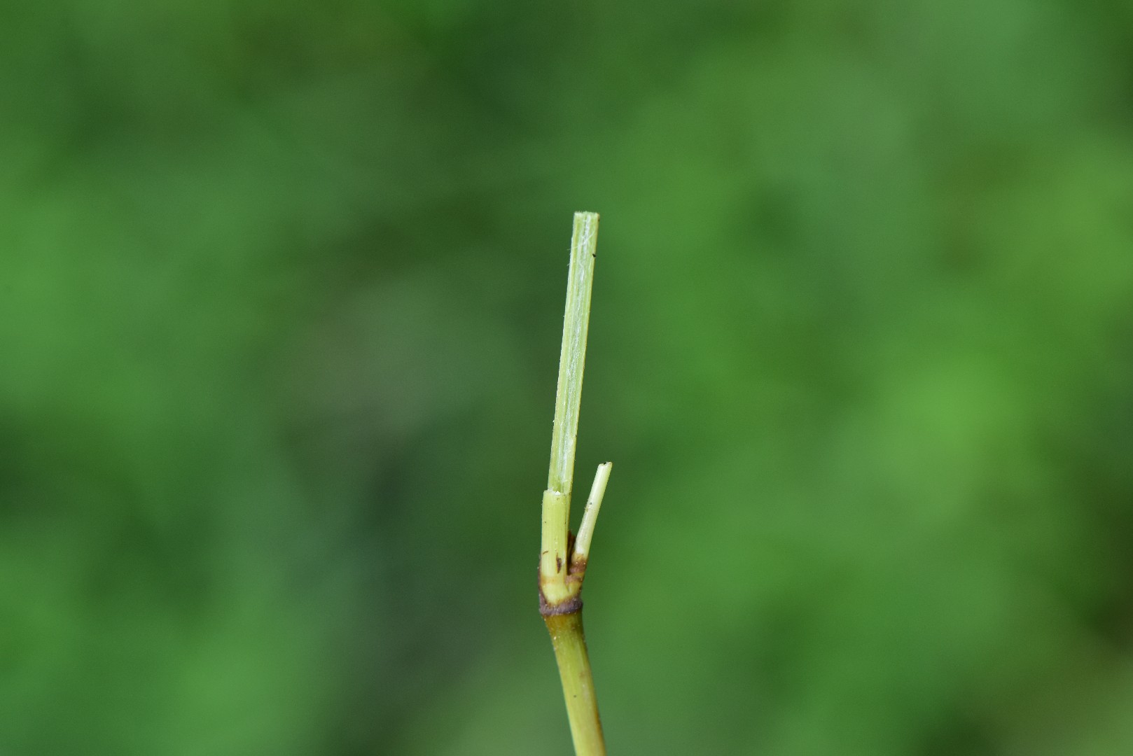 Batiki bluegrass (Ischaemum aristatum) Flower, Leaf, Care, Uses ...