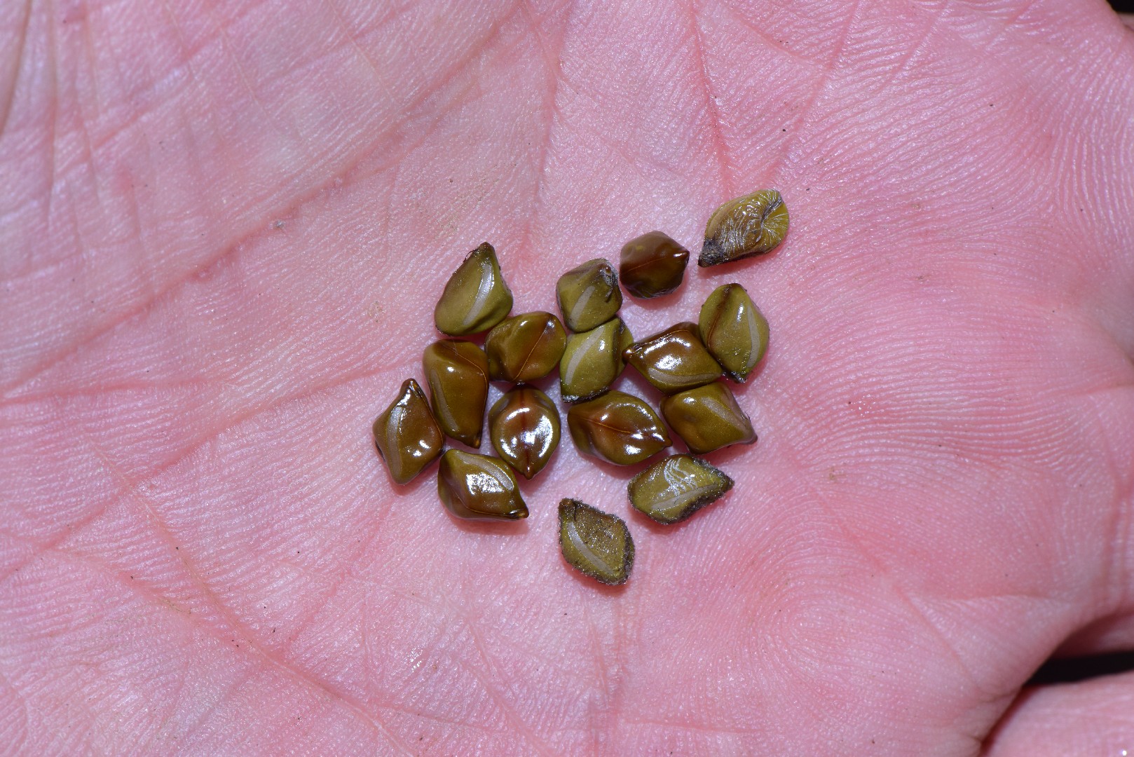 Brusca cimarrona (Senna tora) - PictureThis