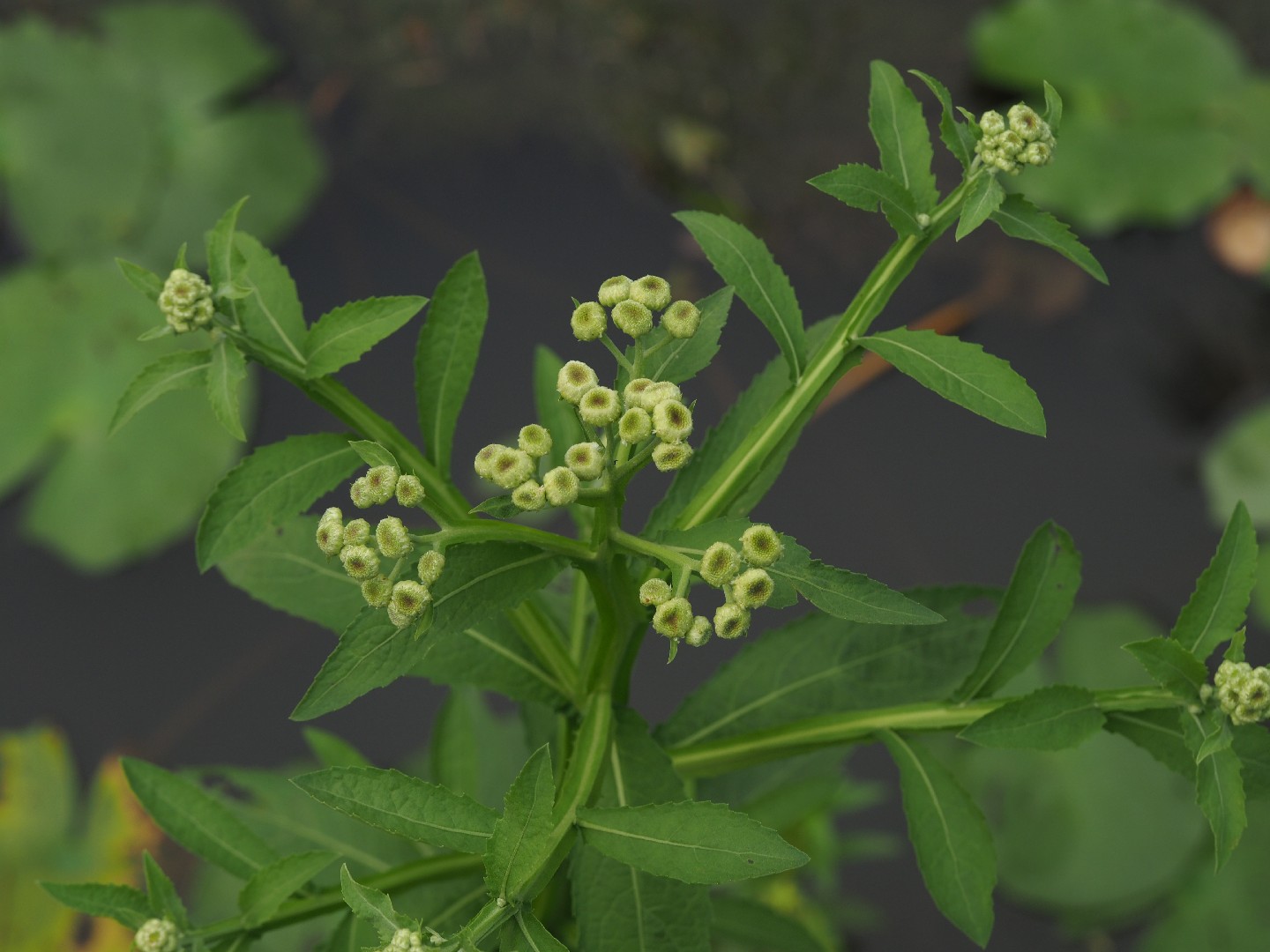 Pluchea sagittalis - PictureThis