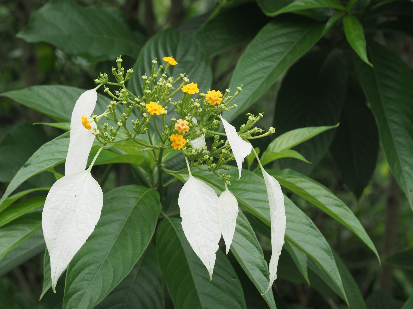 Schizomussaenda henryi - PictureThis