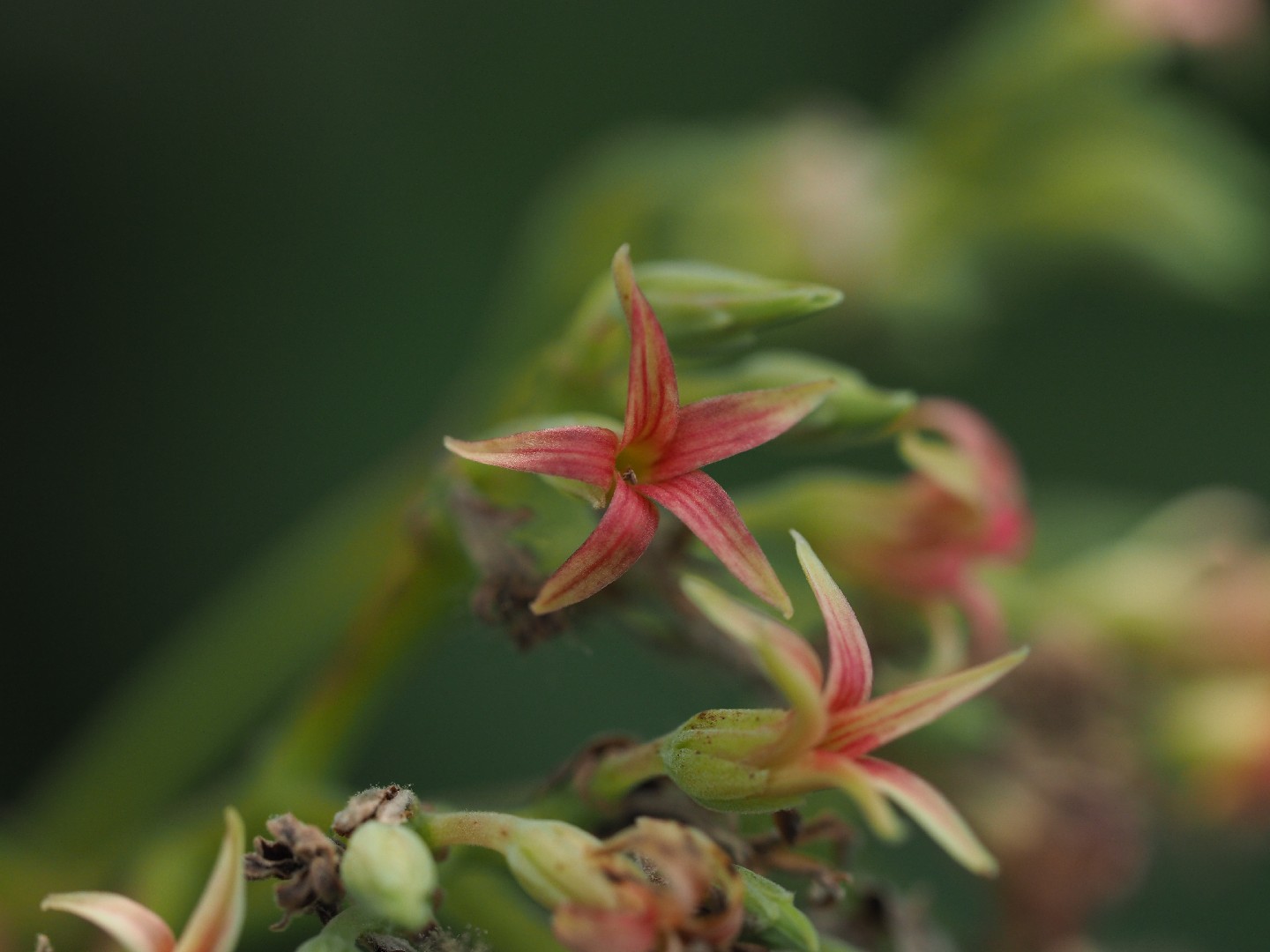 Cashew (Anacardium occidentale) Flower, Leaf, Care, Uses - PictureThis