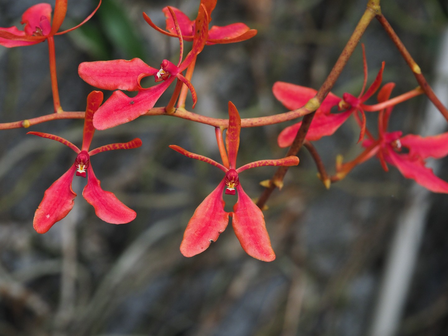 Renanthera Coccinea (Renanthera coccinea) - PictureThis