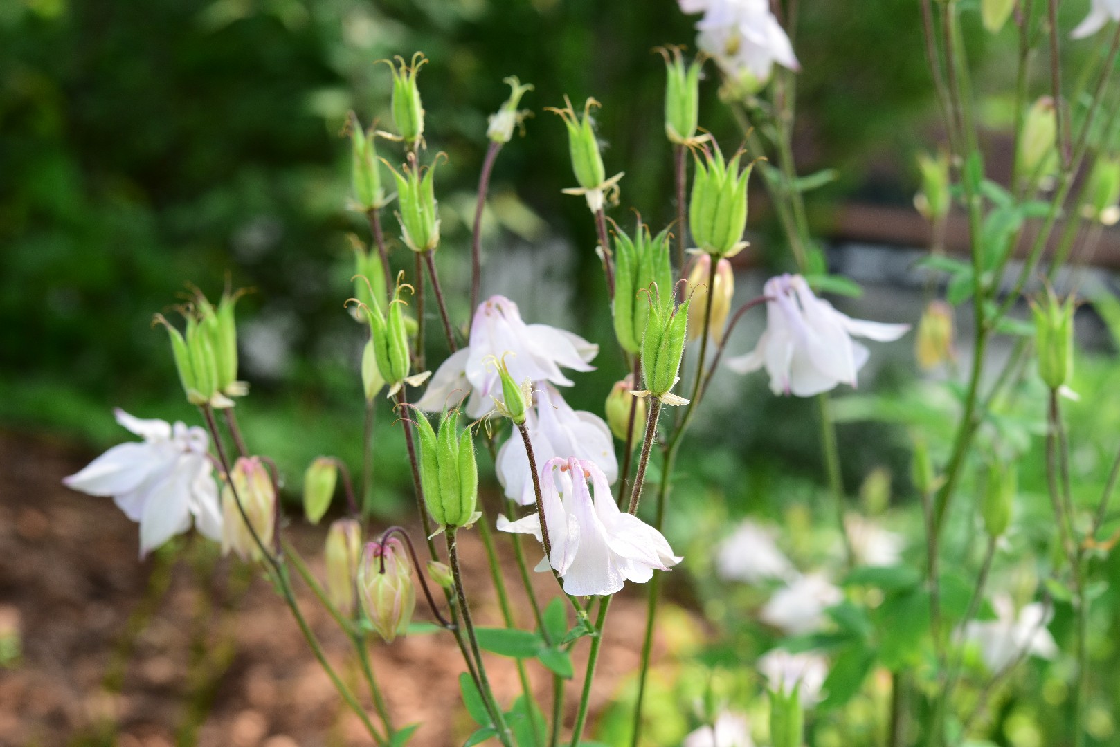 Fragrant columbine (Aquilegia fragrans) Flower, Leaf, Care, Uses ...
