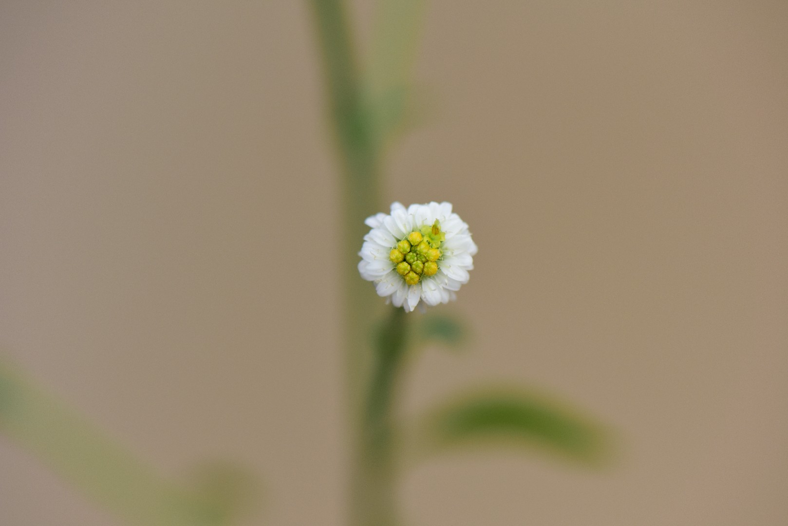 Aster verticillatus - PictureThis