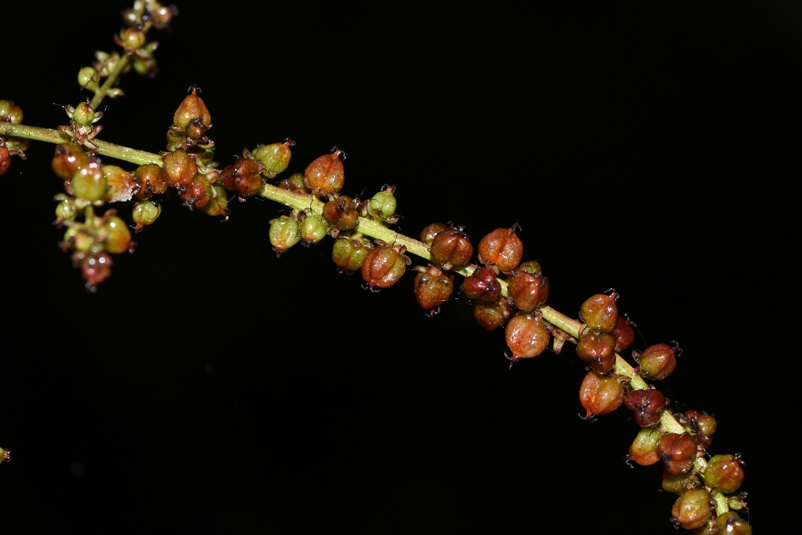 Deeringia amaranthoides - PictureThis