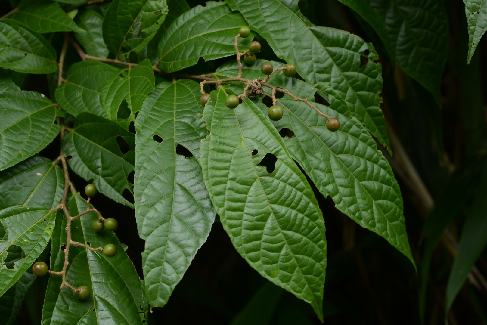 Grewia microcos (Microcos paniculata) Flower, Leaf, Care, Uses ...