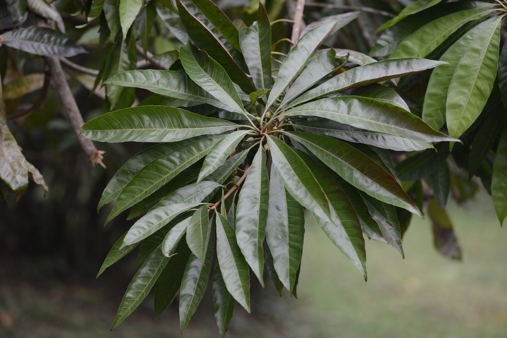 Caca de niño (Pouteria campechiana) - PictureThis