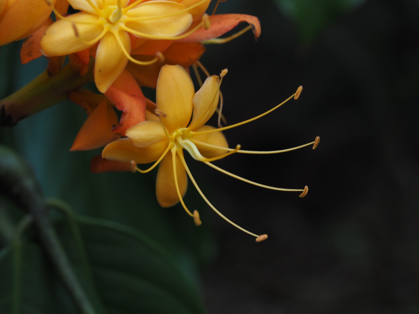 Saraca dives - PictureThis