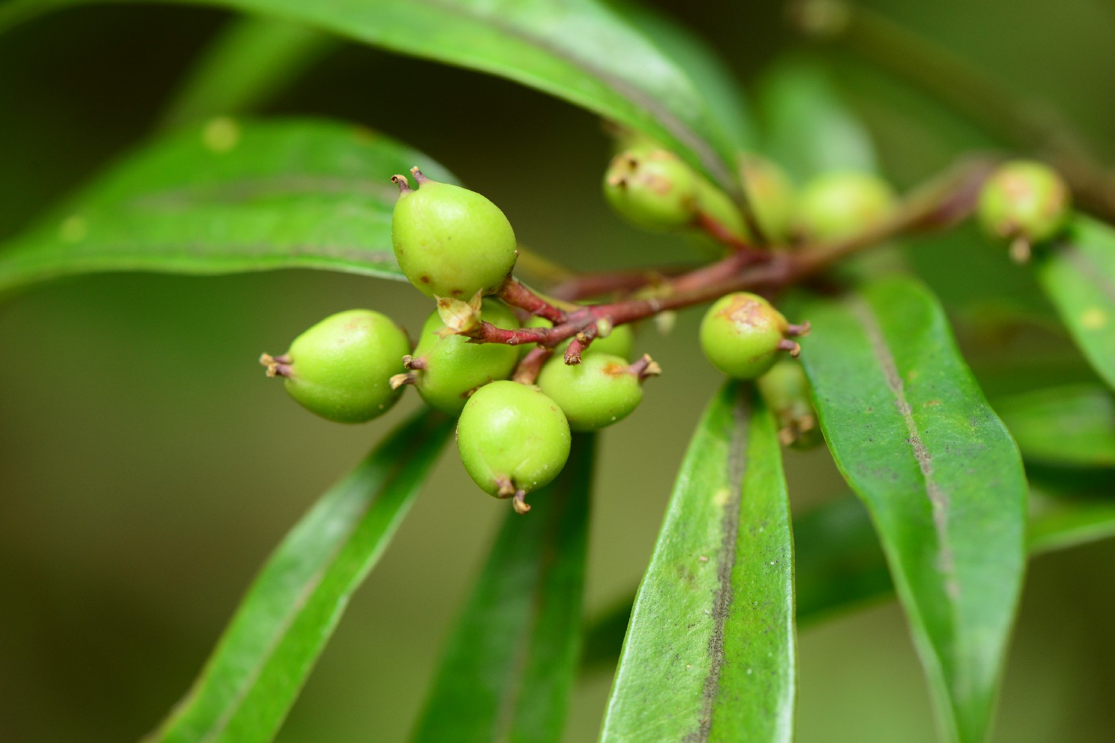 How to Plant and Grow Sarcococca hookeriana(Sarcococca hookeriana)