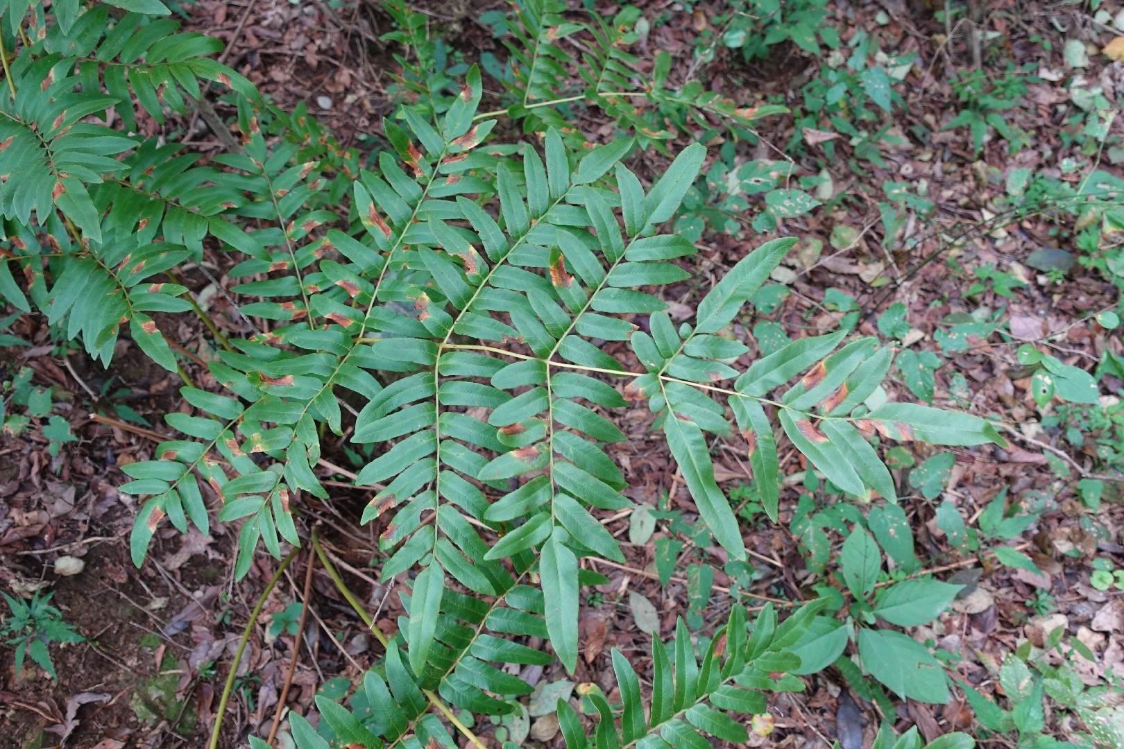 How to Plant and Grow Asian royal fern(Osmunda japonica)