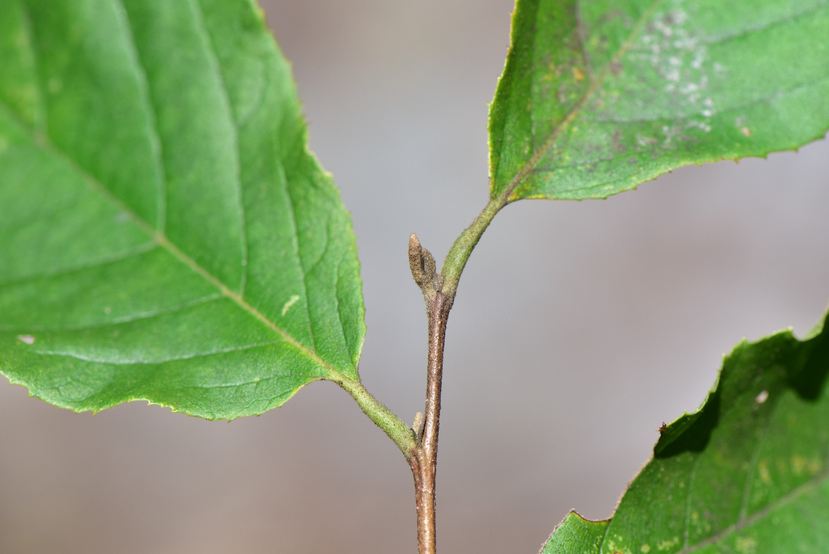 Fortunearia (Fortunearia sinensis) Flower, Leaf, Care, Uses - PictureThis