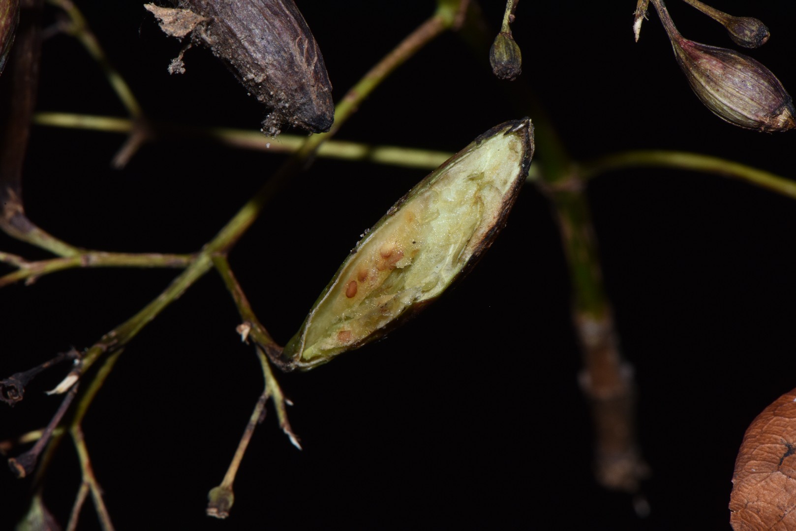Emmenopterys henryi - PictureThis
