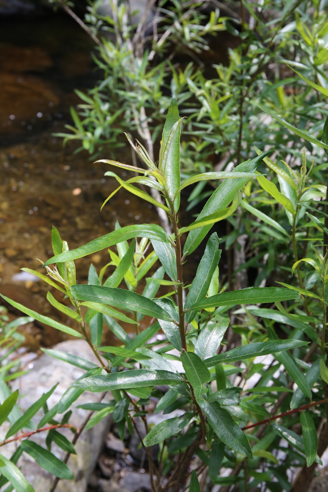 Homonoia riparia - PictureThis