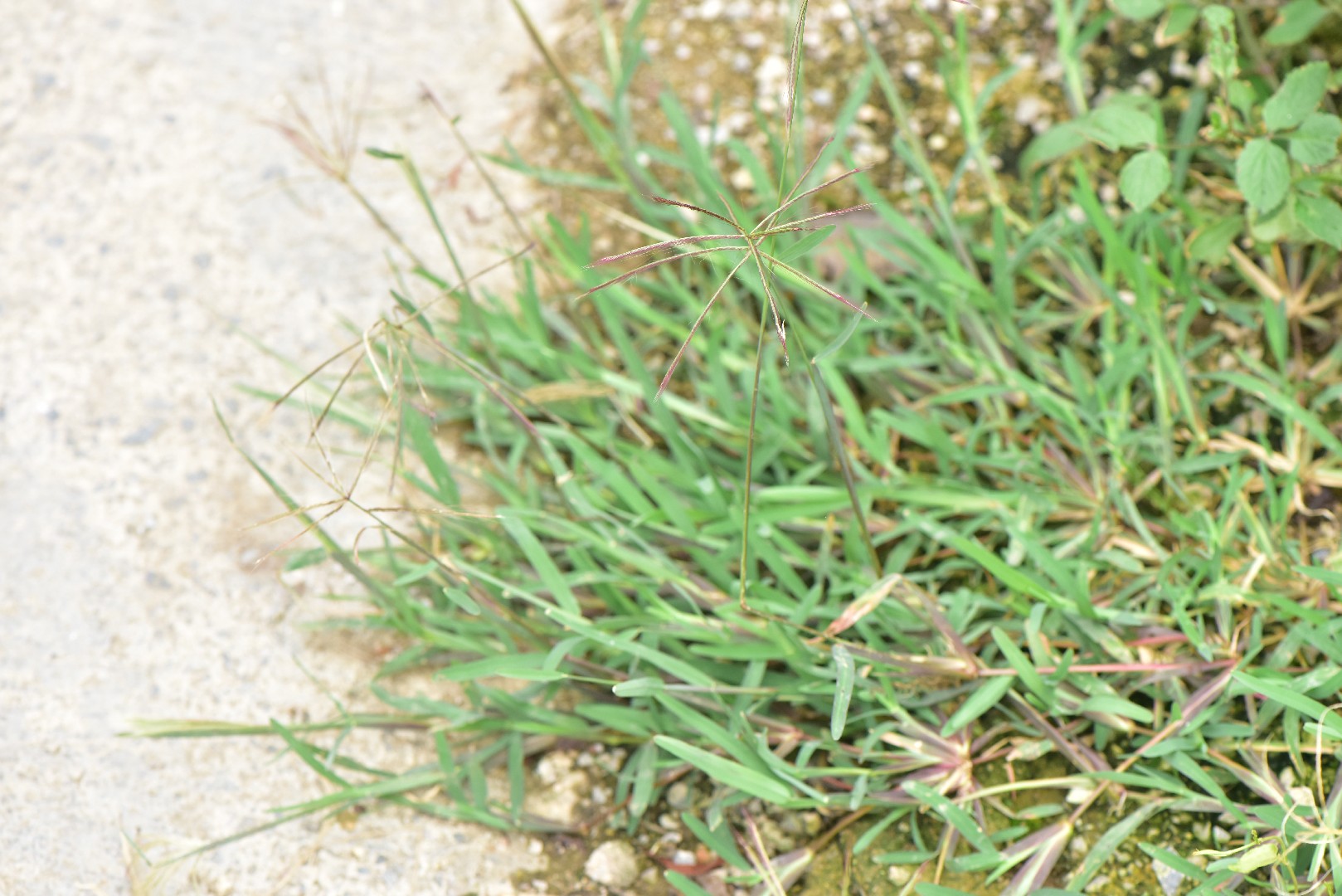 Chloris pycnothrix - PictureThis