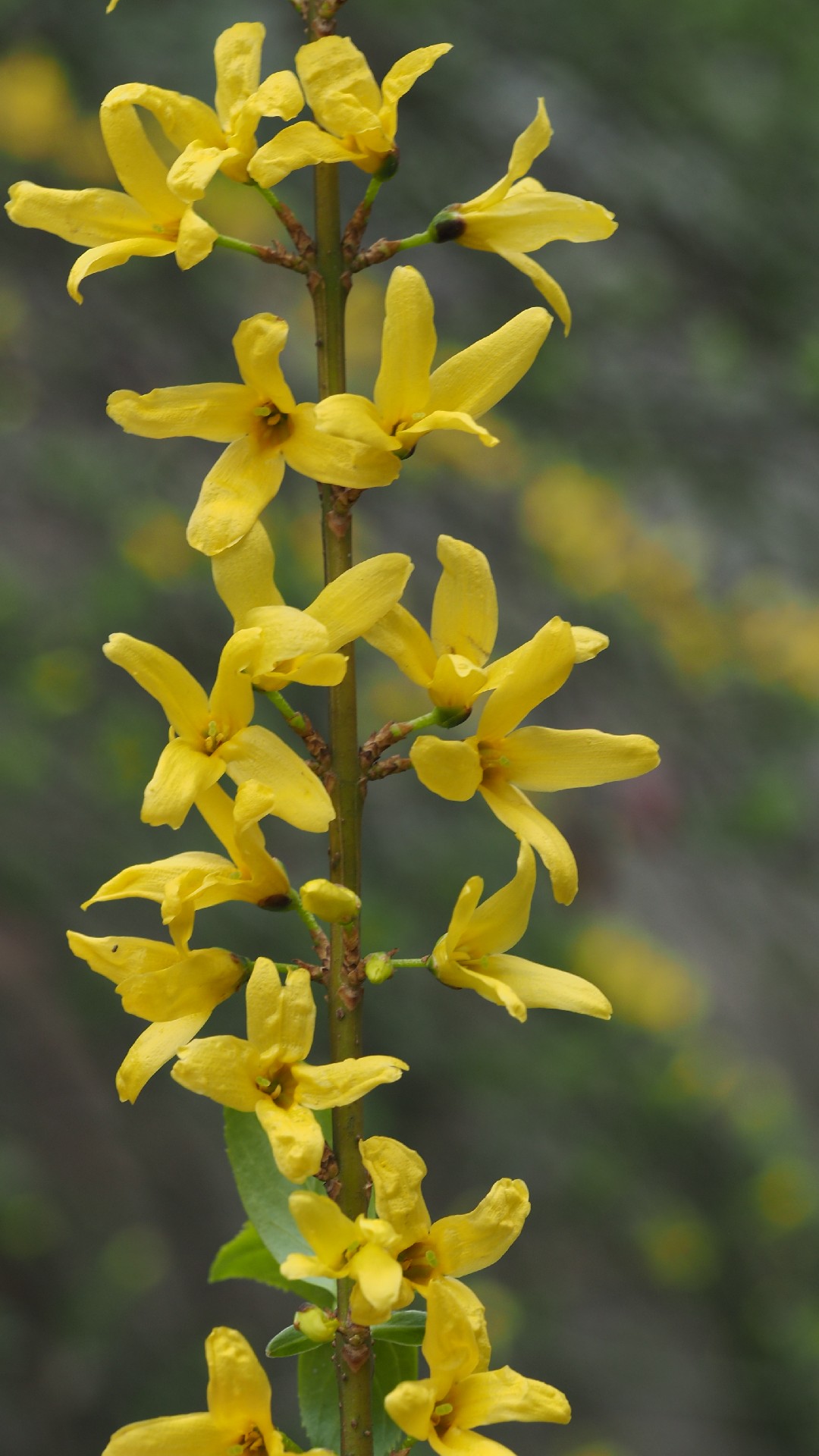 How to Plant and Grow Greenstem forsythia(Forsythia viridissima)