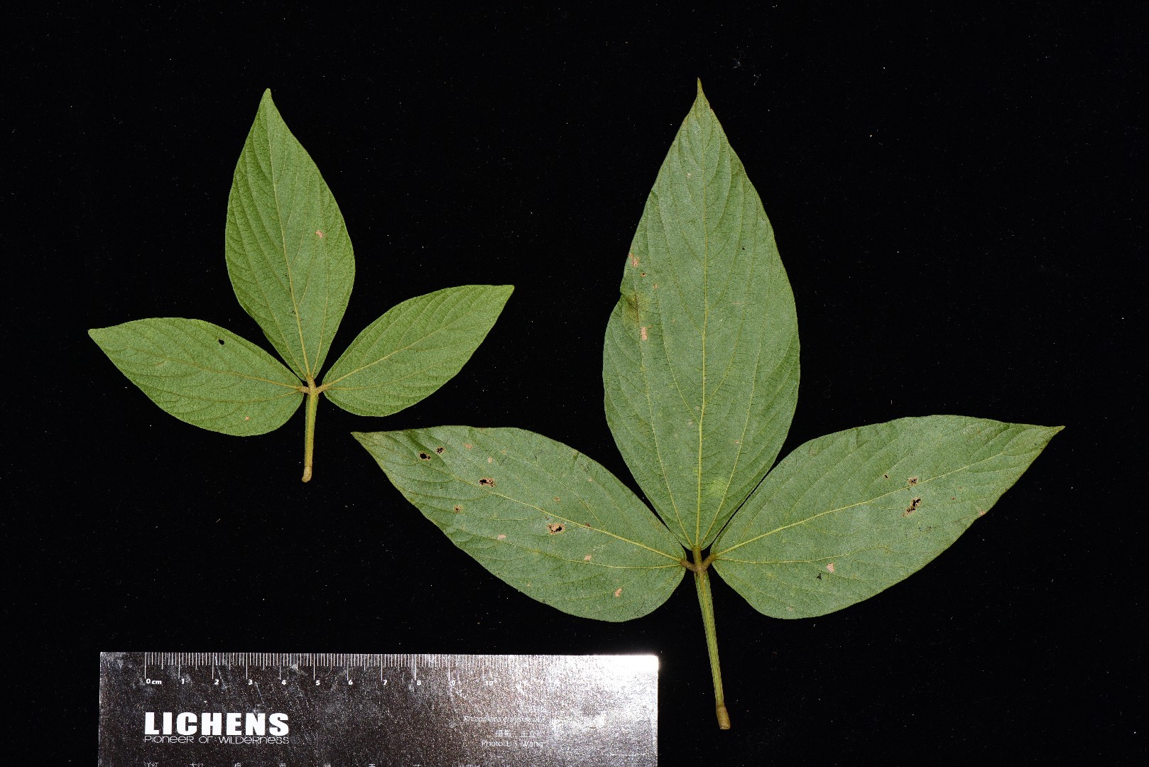 Flemingia macrophylla - PictureThis