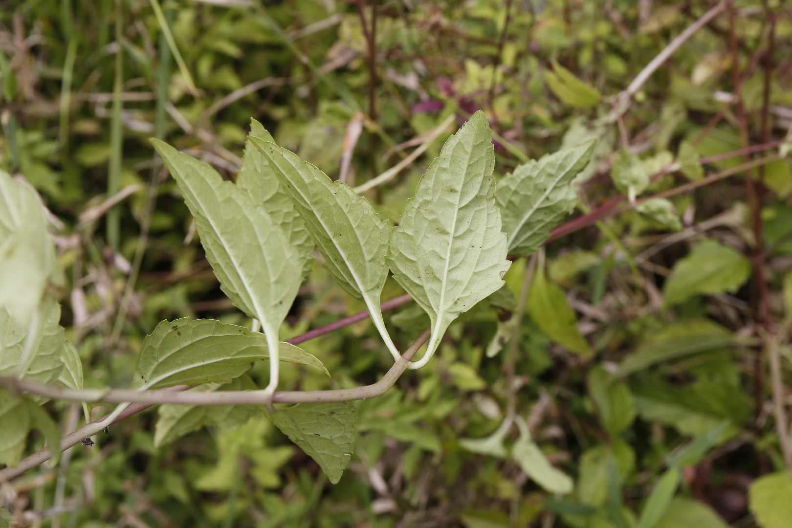 Adenostemma lavenia - PictureThis
