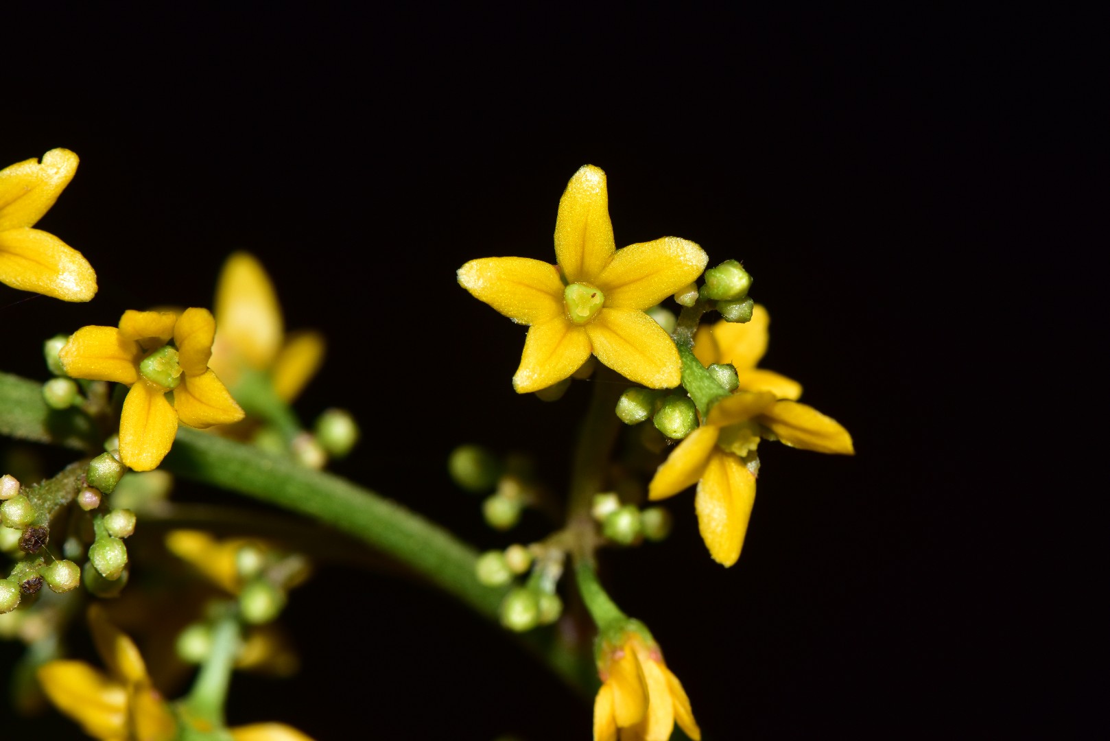 Trigonostemon thyrsoideus - PictureThis