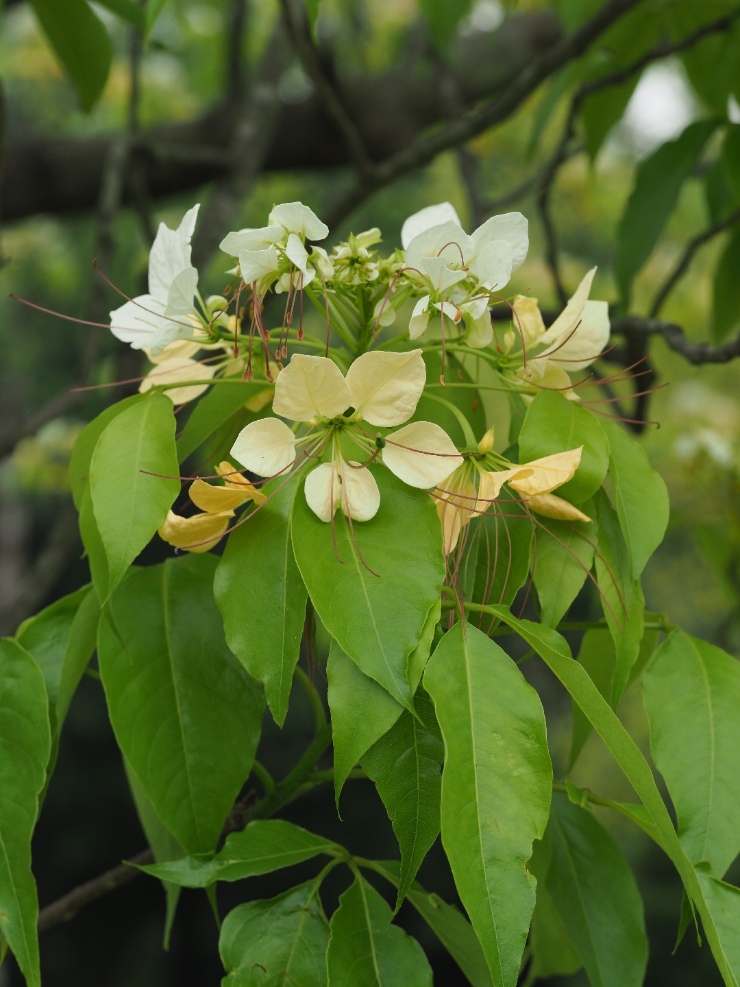 Crateva unilocularis - PictureThis