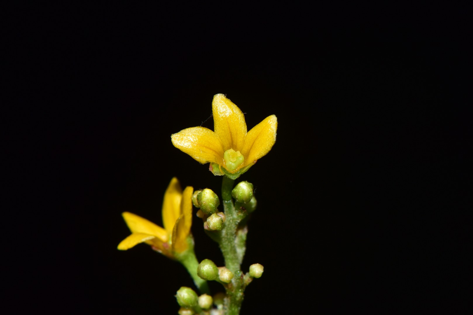 Trigonostemon thyrsoideus - PictureThis