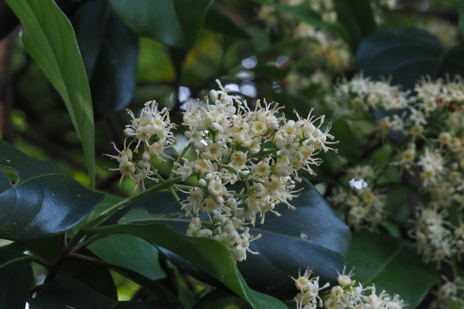 Ehretia acuminata - PictureThis