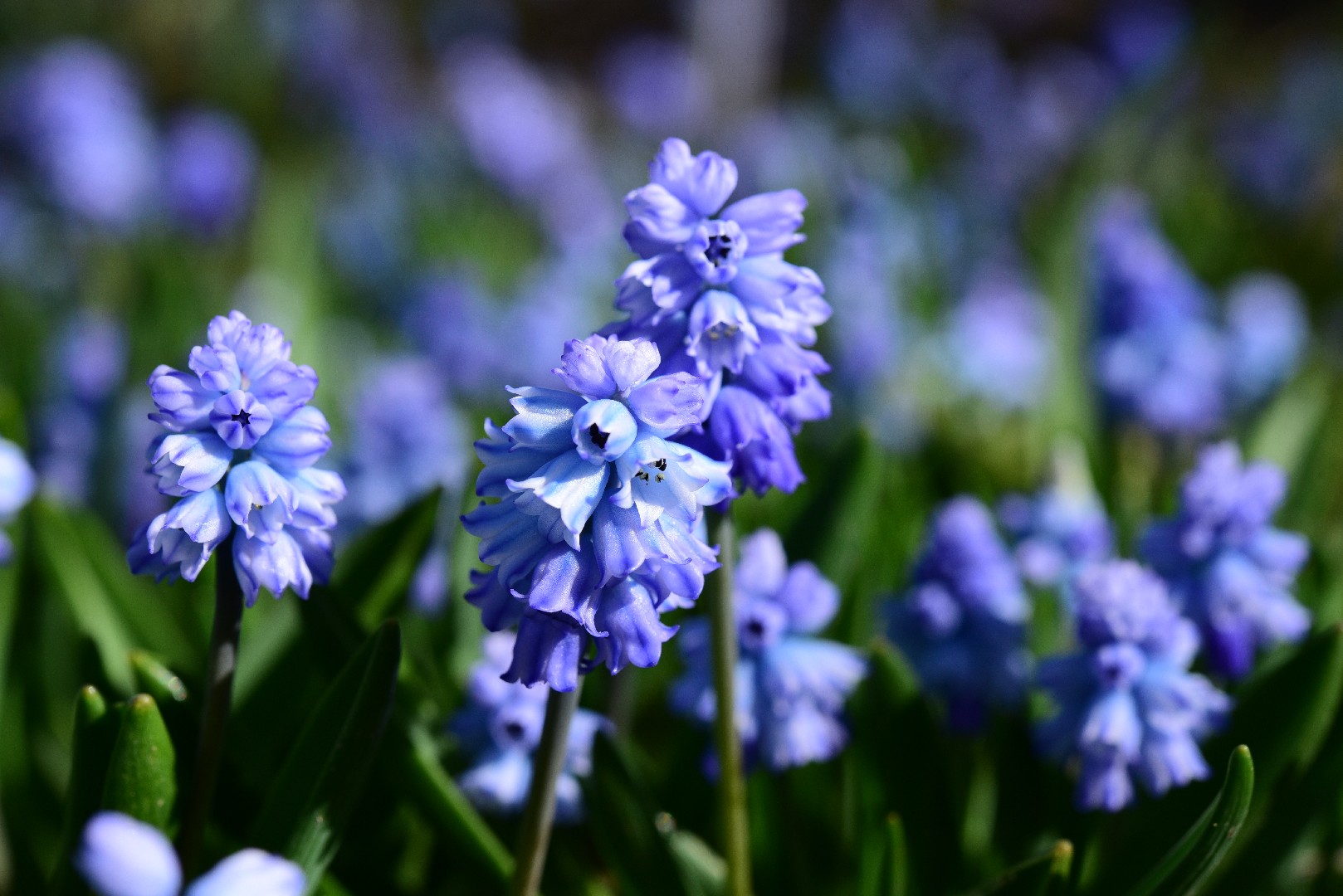 Pseudomuscari azureum - PictureThis