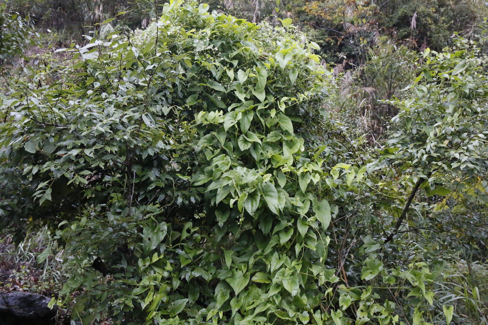 Water yam (Dioscorea alata) Flower, Leaf, Care, Uses - PictureThis